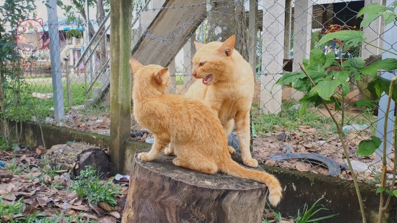 Pets Videos - Cute Cat Videos to Keep You Smiling and Laughing #025 ...