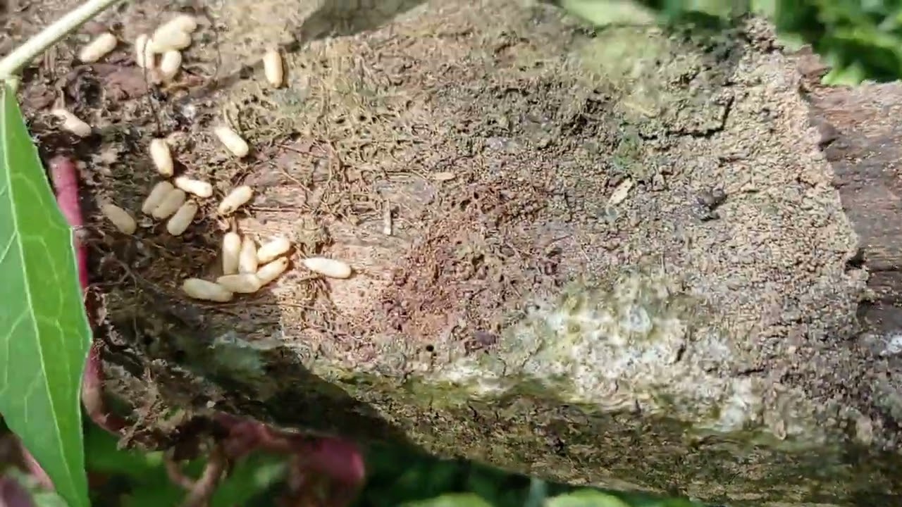 Kehidupan semut memindahkan telur ratu 👑 - YouTube