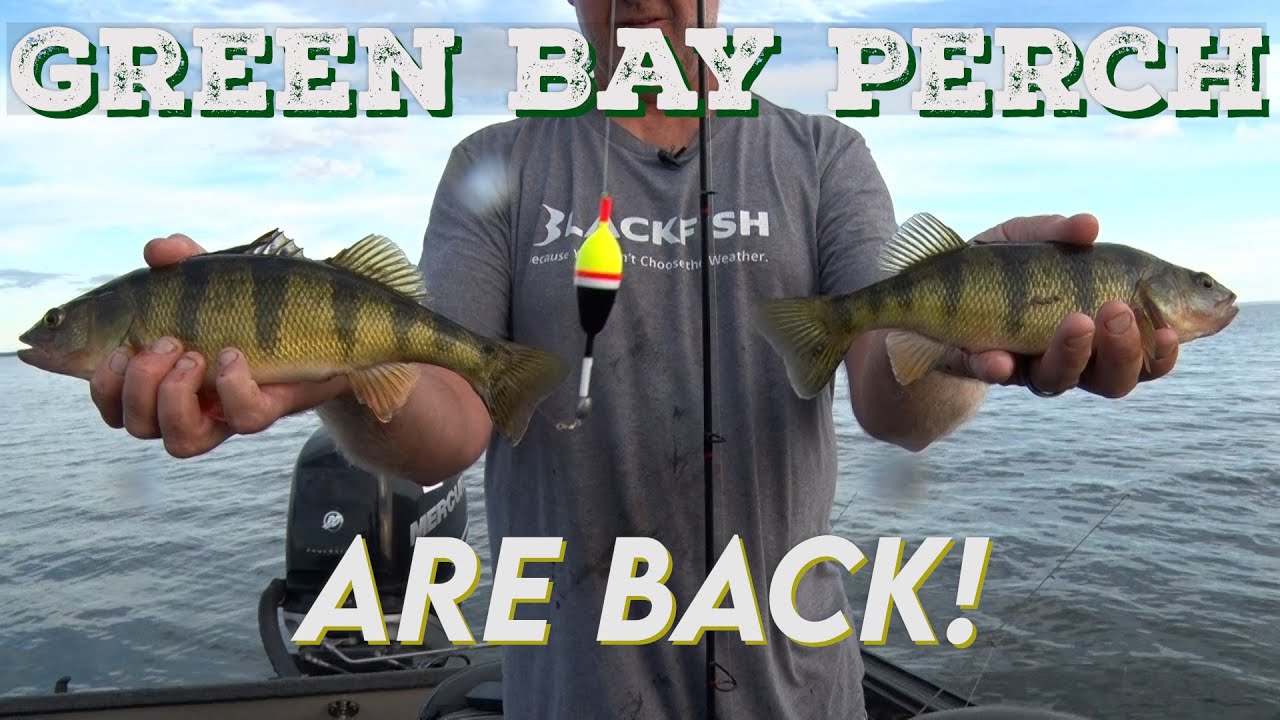 Perch Are Back on Green Bay! - YouTube