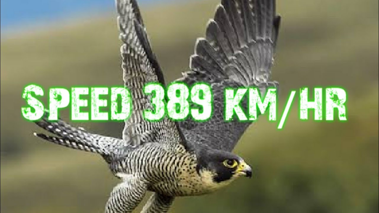 Top 10 fastest Organism in the world - YouTube