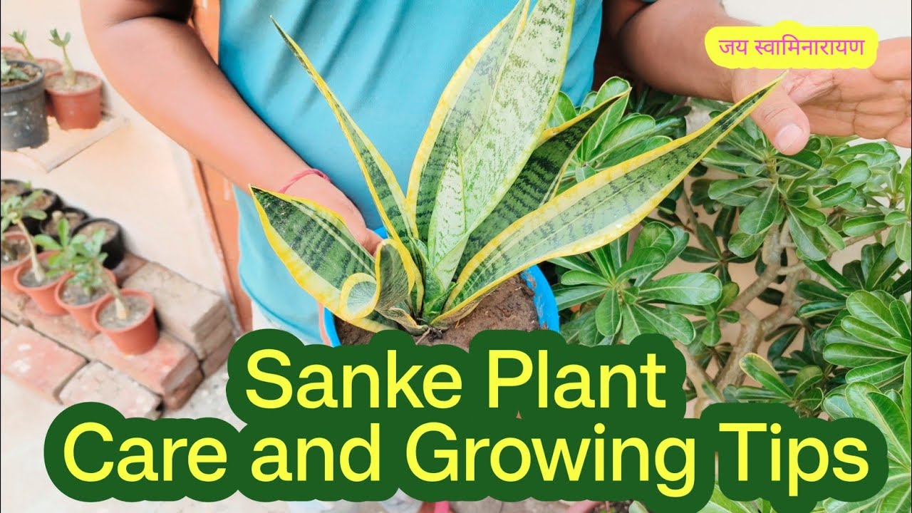 Snake Plant Collection And Growing And Care Tips - YouTube