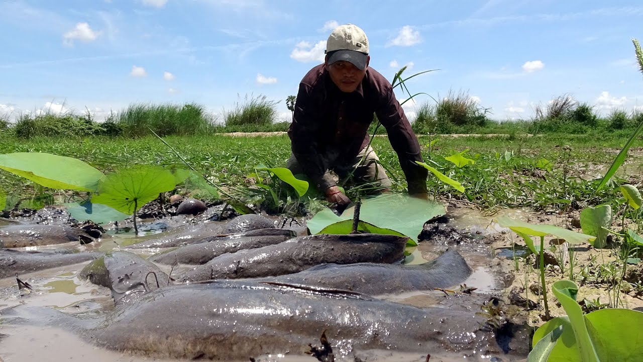 New fishing 2020 - Amazing find & catch catfish in mud by hand - YouTube