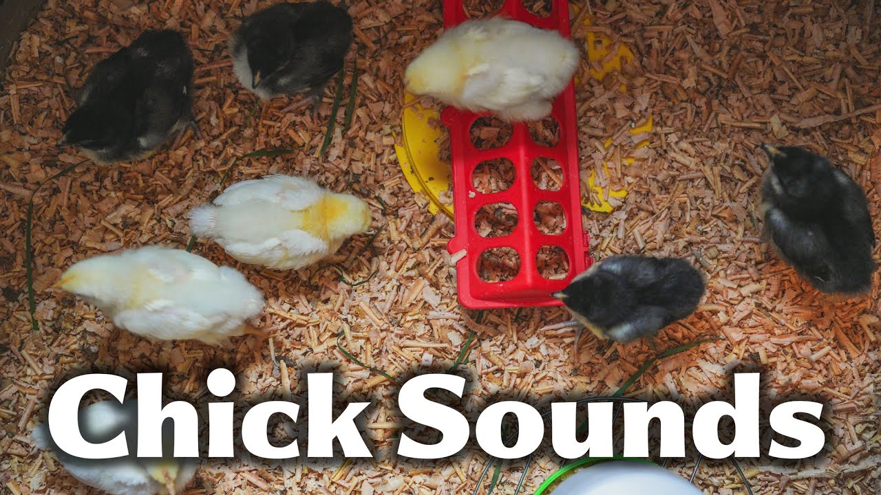 Chick Noises - Life on Chilli's Farm - YouTube