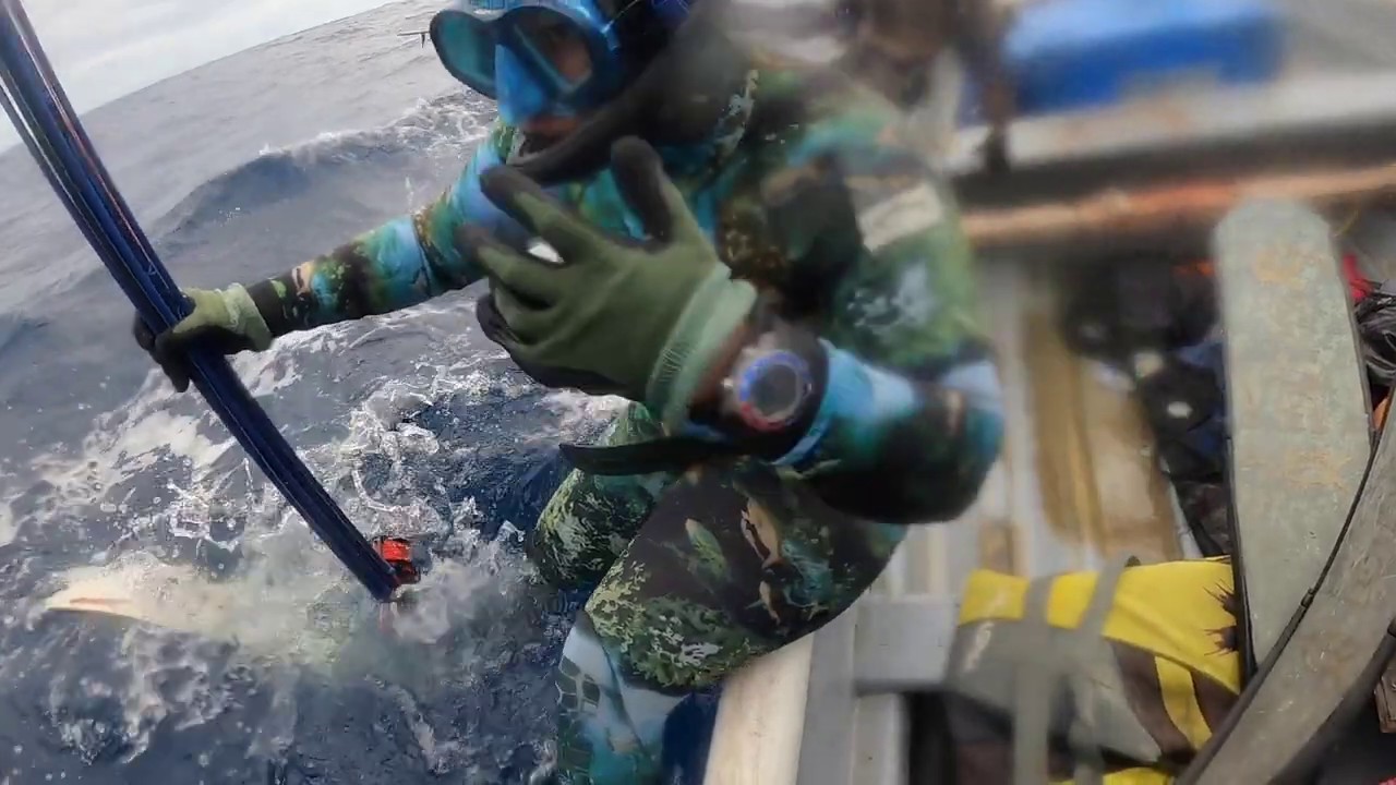 Freedive Spearfishing in Trinidad & Swimming with dolphins - YouTube