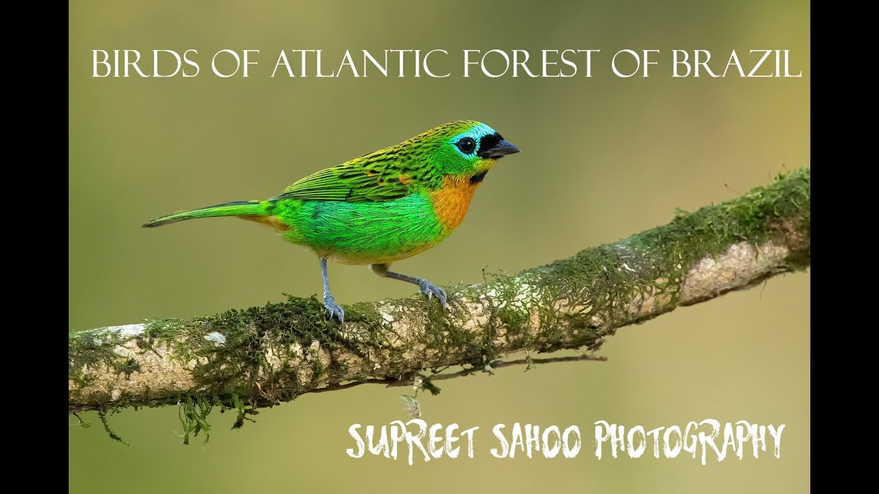 Amazing Birds of Brazil | Brazil Bird Photography Tour - YouTube