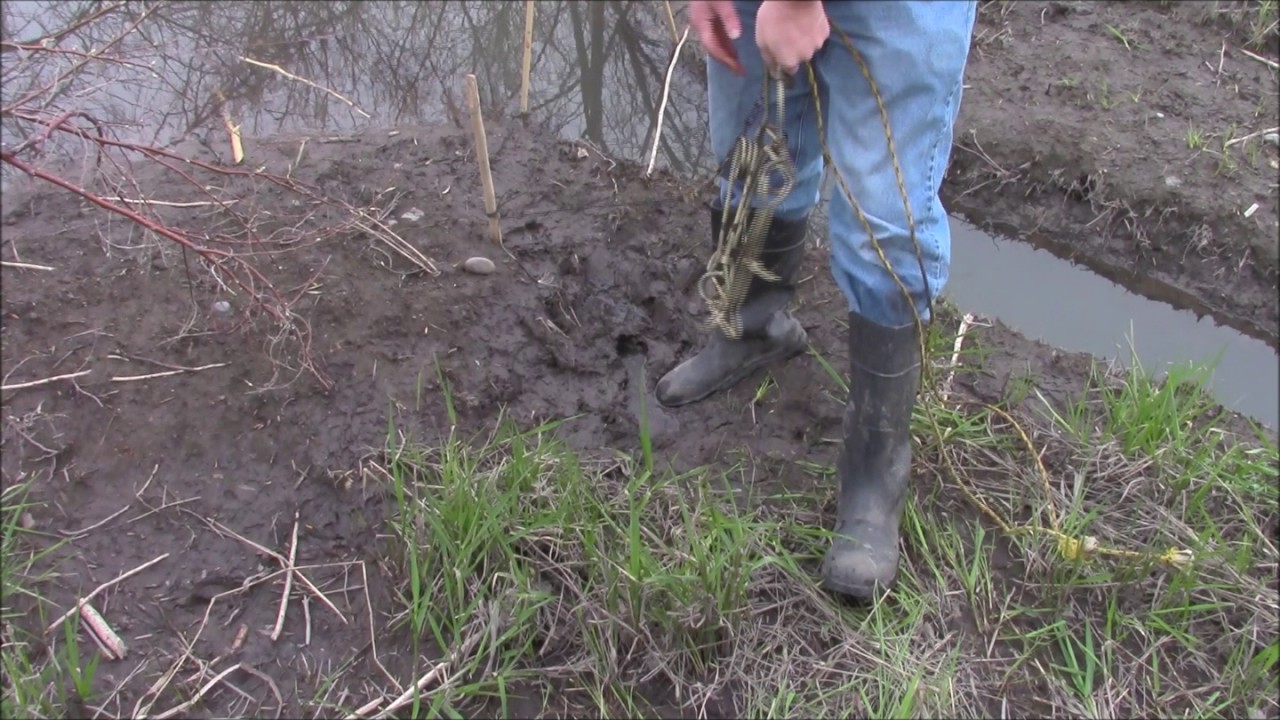 Beaver trapping - setting a 330 conibear in the field with a rope - YouTube