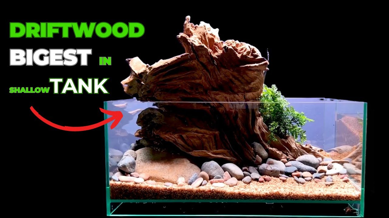 Making Simple Shallow Tank With Biggest Driftwood (Shallow Tank ...