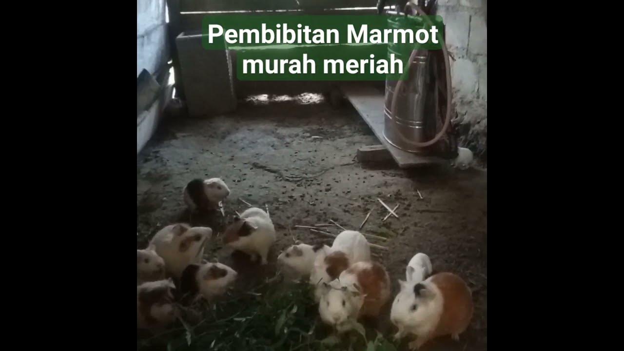 Marmot binatang pemakan rumput murah banget.Part27 - YouTube
