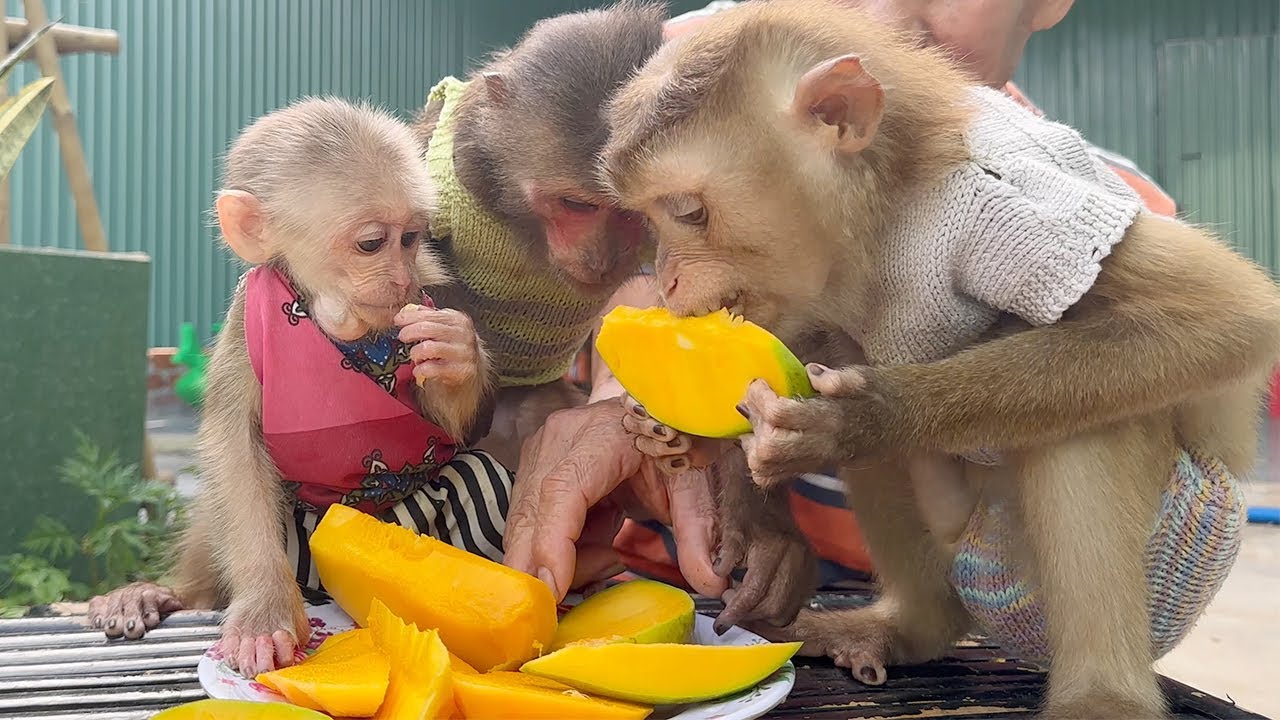 Monkey baby so cute gathers around a plate of fruit at noon - YouTube