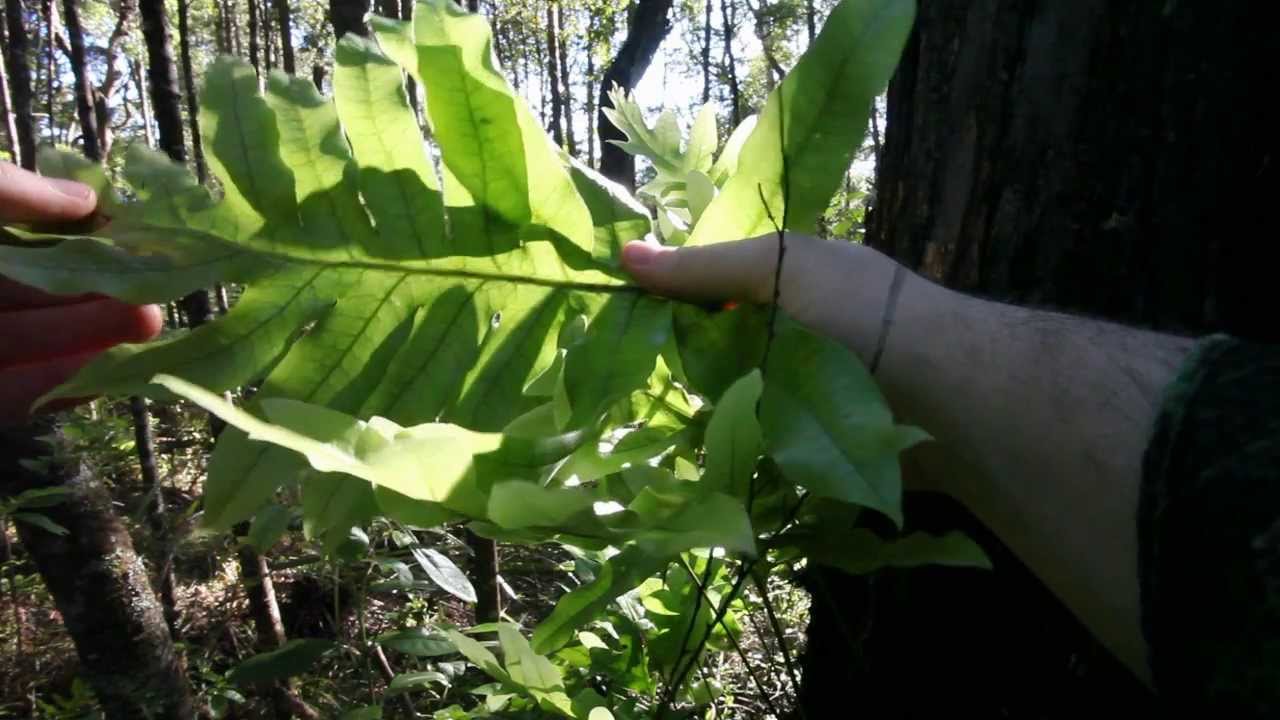 Hound's tongue fern, Kowaowao (Wild edibles of New Zealand) - YouTube