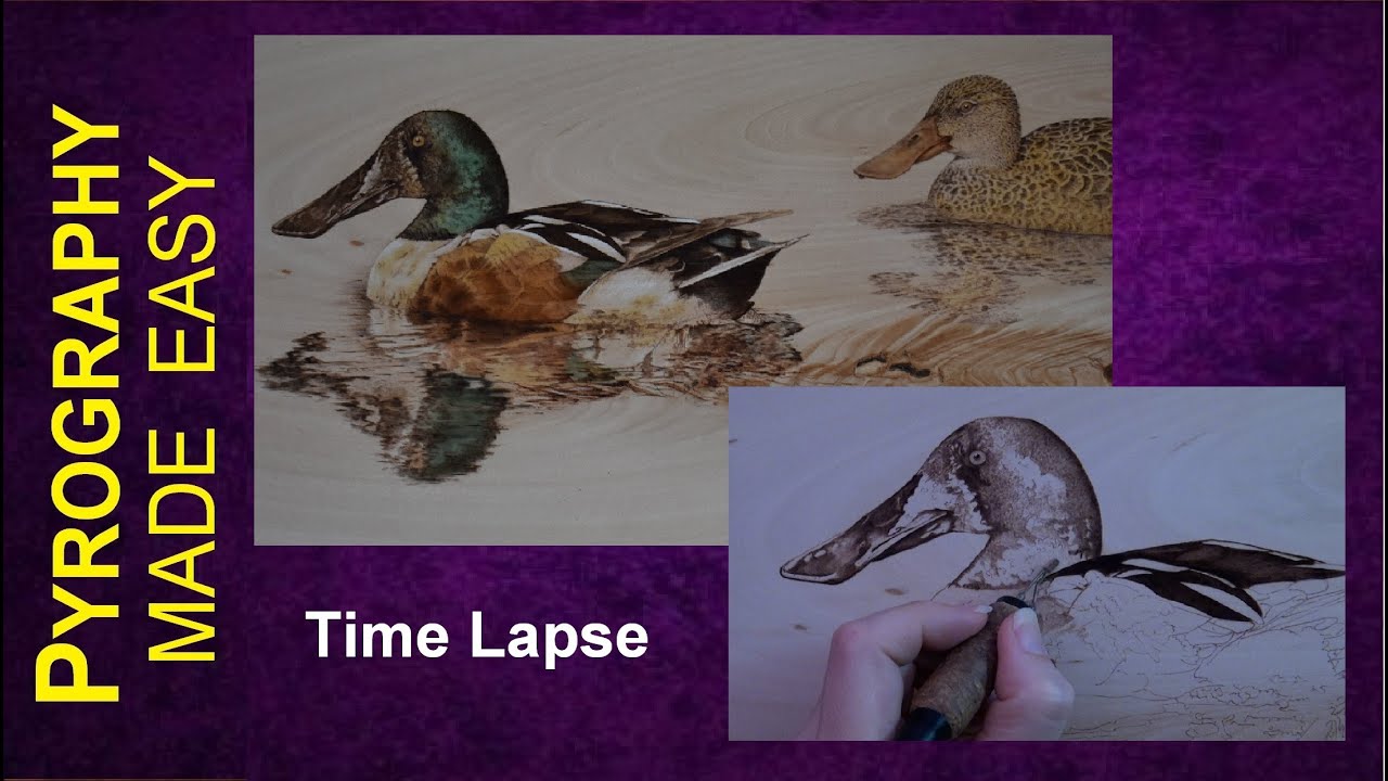 Wood Burning Art - NORTHERN SHOVELER DUCK - pyrography time lapse art ...