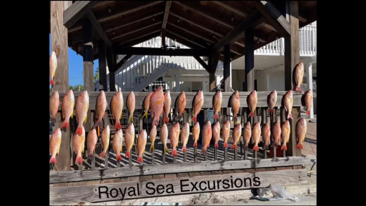 BIG FISH GULF OF MEXICO @RoyalSeaExcursions #raymarine #gulfofmexico # ...