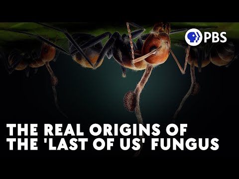 Is There A Fungus That Turns Ants Into Zombies