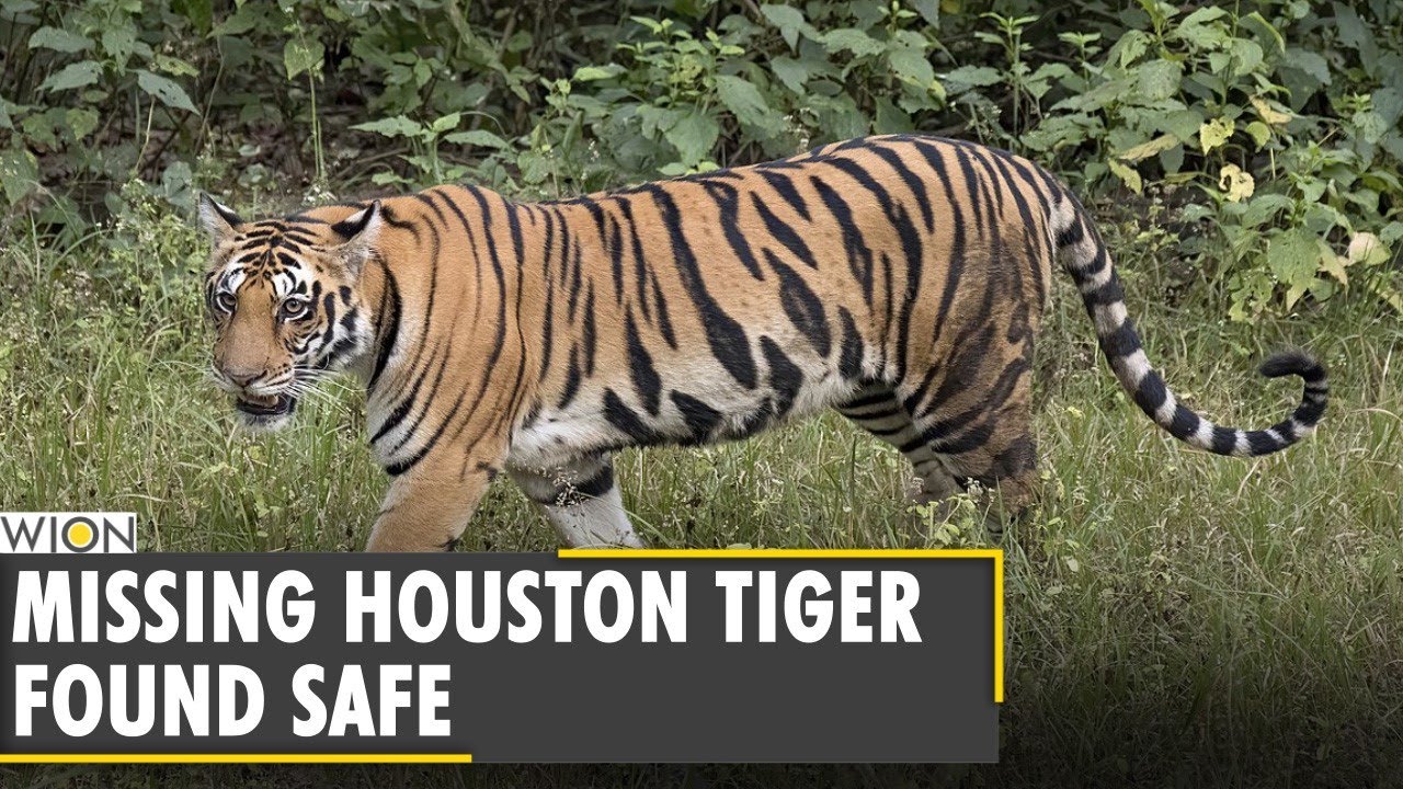 Missing Houston tiger found safe - YouTube