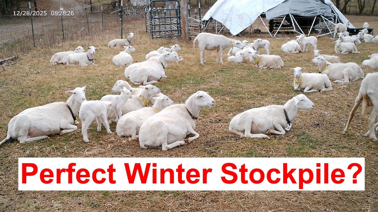 The "Perfect Winter Stockpile" for St Croix Sheep? - YouTube