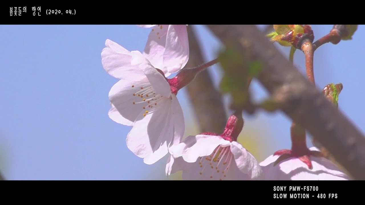 봄꽃들의 향연 (feat. sony nex-fs700 footage slow motion) - YouTube