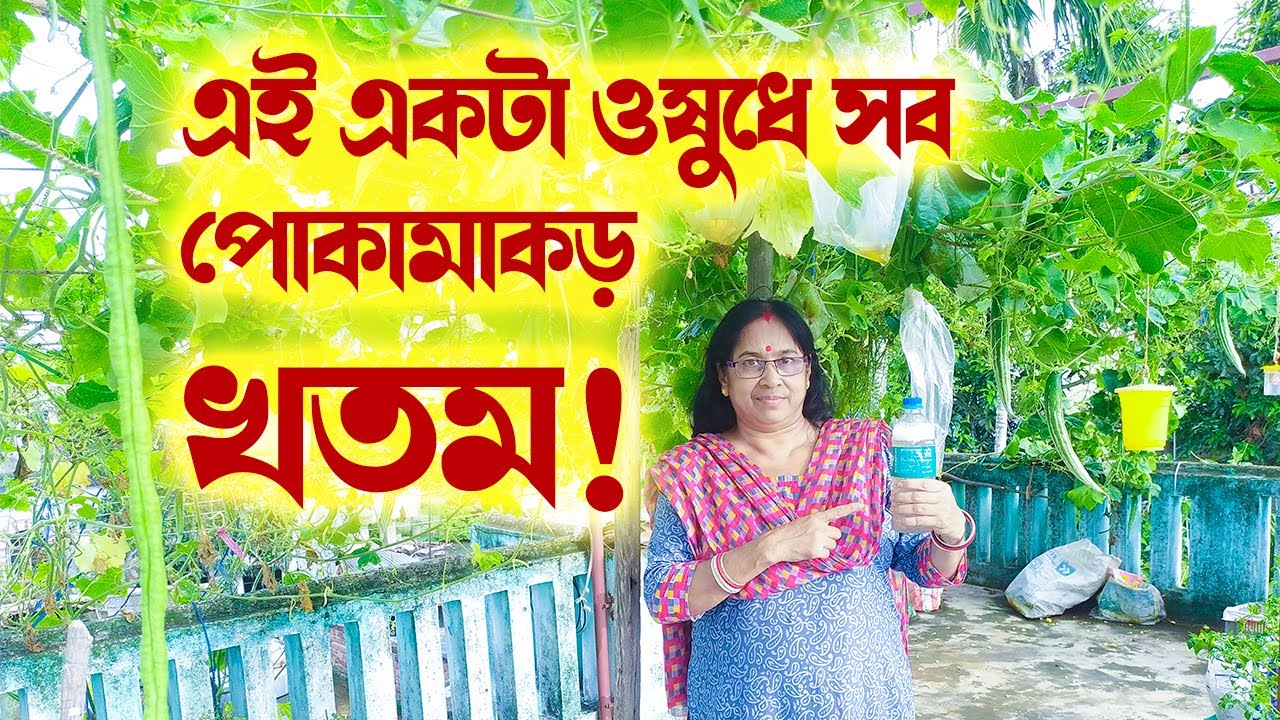 গাছের কীটনাশক | ঘরোয়া কীটনাশক | gacher kitnashok | pestiside | chad ...