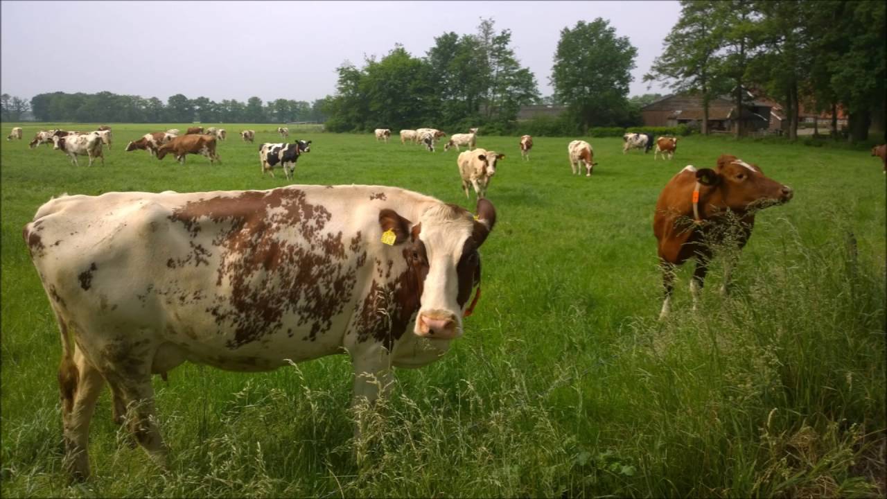 The Way To Allee - YouTube