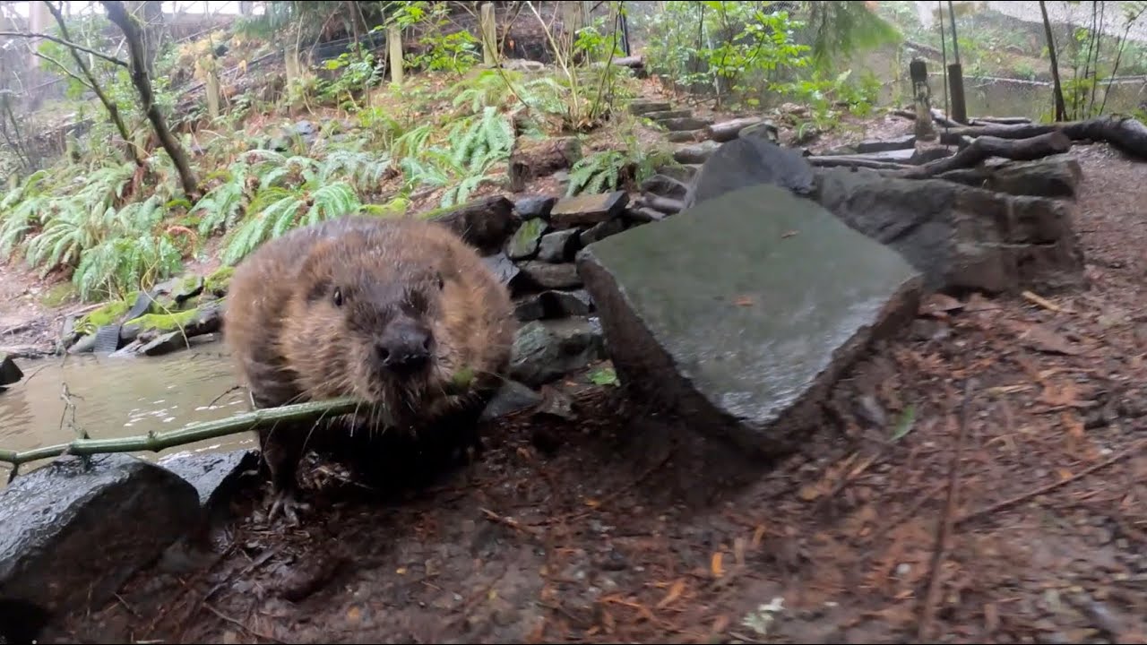 Furry Beaver Carries A Big Stick - YouTube
