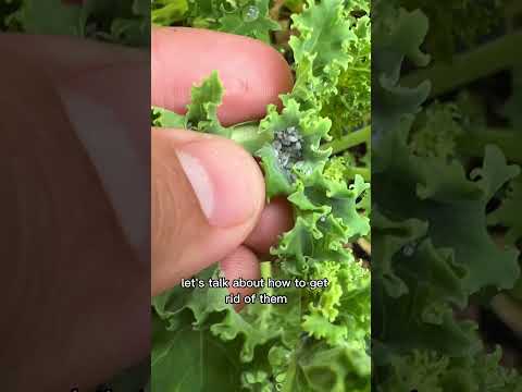 Are Broccoli Aphids Harmful To Humans