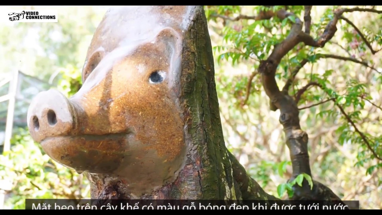 Độc đáo cây khế hình mặt heo giá 500 triệu đồng || bonsai độc và lạ ...