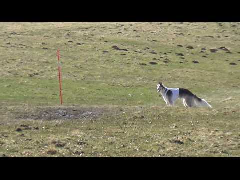 LC-prov 7-8/4-2018, Hovdala, Hässleholm (SWE) - 2nd borzoi mixed final