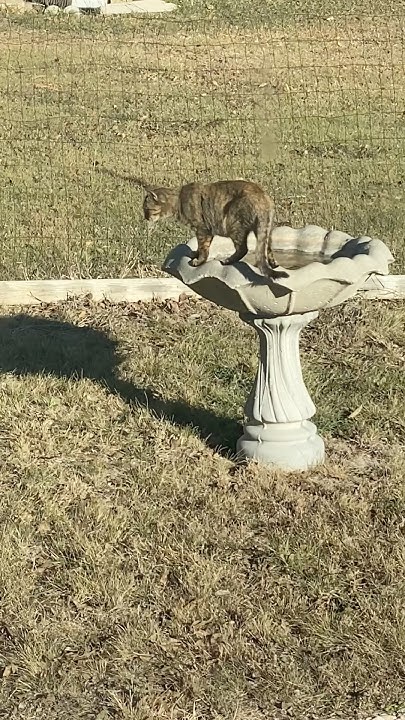 Cat taking a Birdbath#funnycats #funnyanimals - YouTube