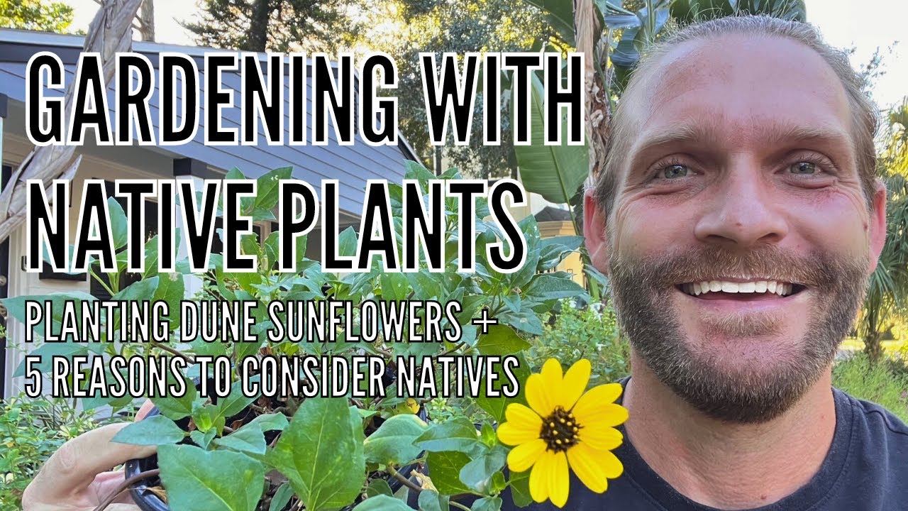 Gardening With Native Plants | Planting Dune Sunflowers | 🏻5 Reasons to ...