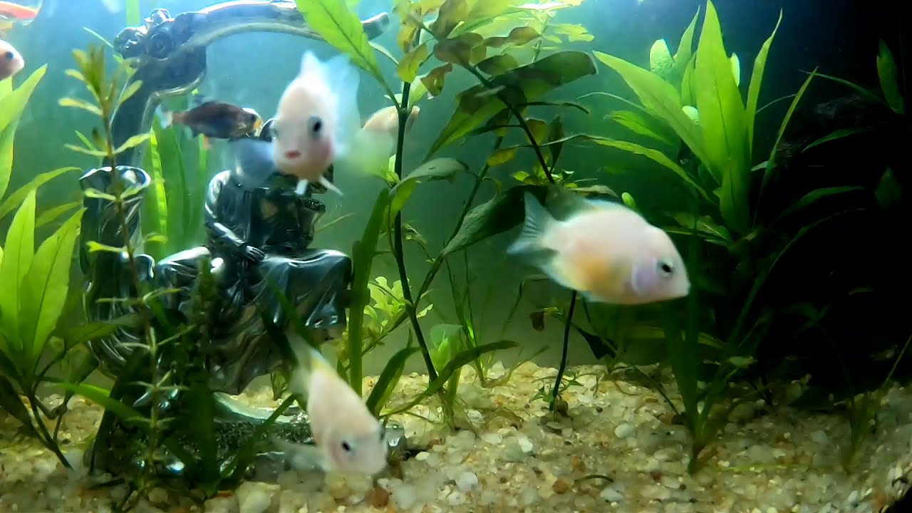 Snow White parrot fish babies with their tank mates - Planted tank ...