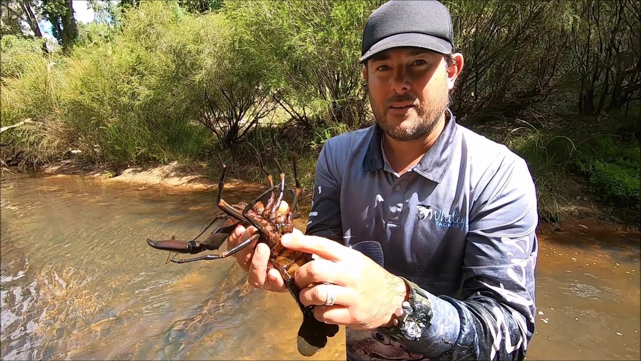 Ep31 Redfin Perch Fishing / Marron - YouTube