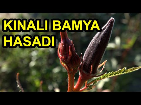 Kınalı Bamya; Bilen ve Yiyen Vazgeçemez.!!!