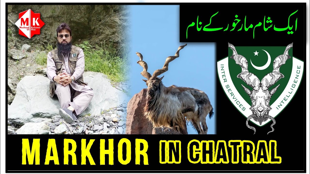 Markhro | Markhor in Chatral | Story of Markhor | Pakistan @mashoodkalyanvi - YouTube
