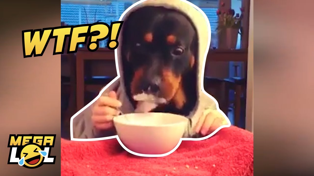 Lustige Videos 2021 #7 😂 MegaLOL - YouTube