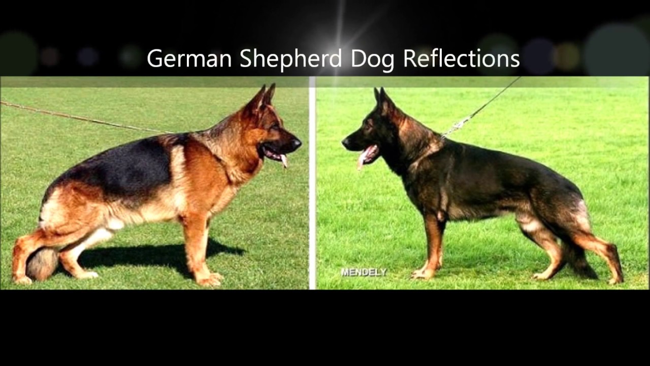 German Shepherd Legends- Interview Series - YouTube