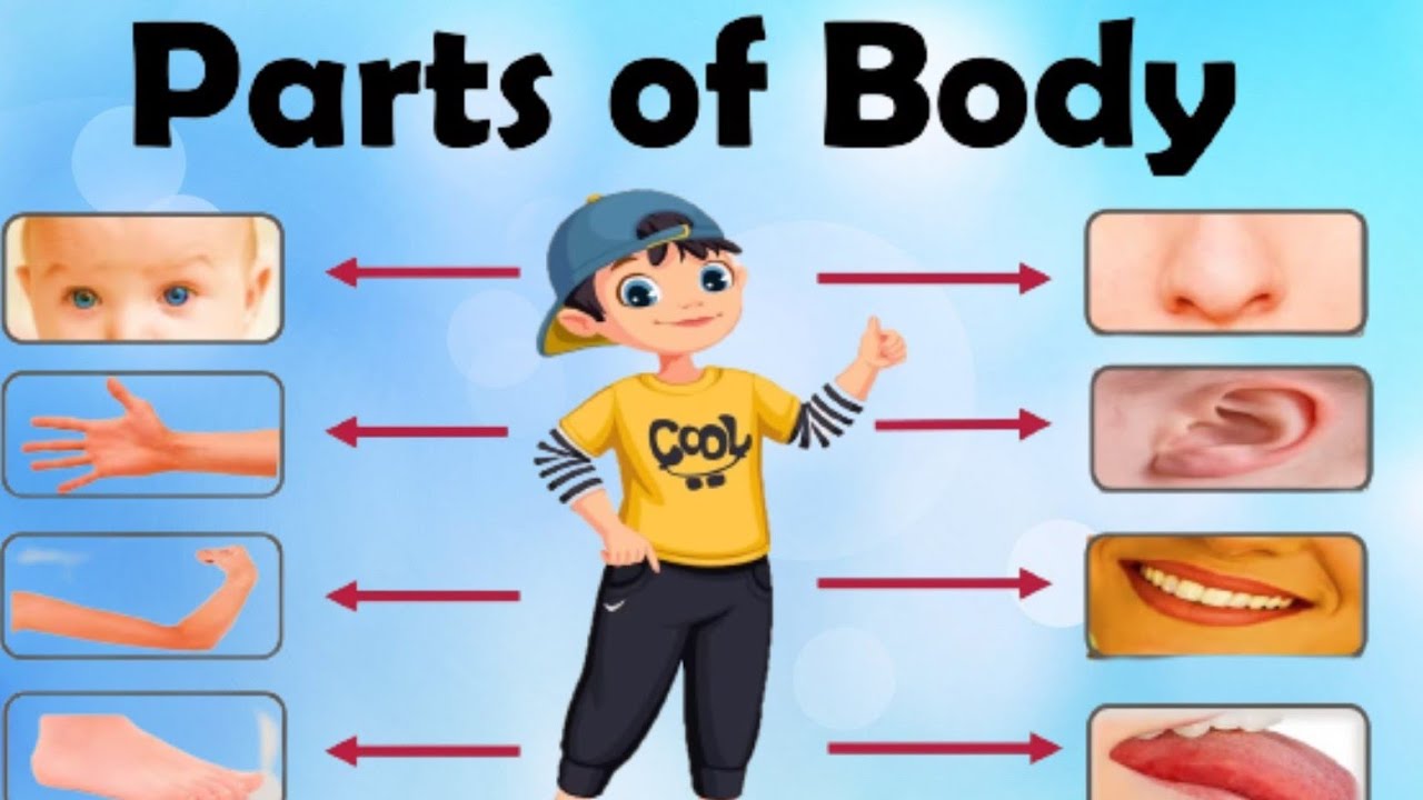 Body parts name in English and hindi!!Body parts name with spelling ...