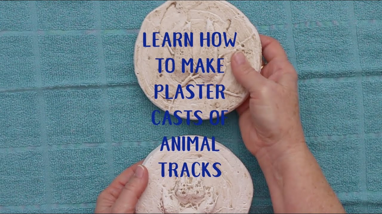 Learn How to Make Plaster Casts of Animal Tracks Full Length Tutorial ...