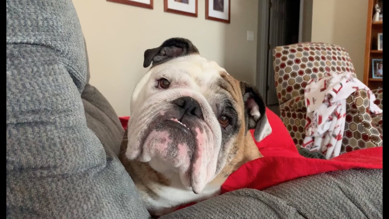 Reuben the Bulldog: A Reuben Sunday - YouTube