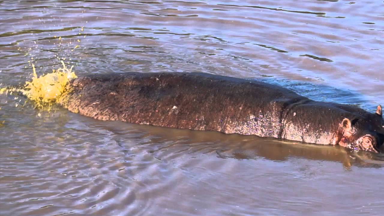 Have you ever wondered how a hippo goes to the toilet? - YouTube