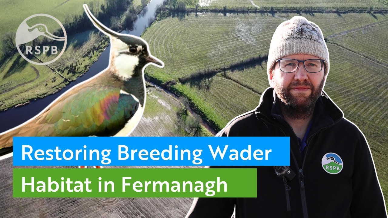 Restoring Breeding Wader Habitats in Fermanagh | RSPB NI - YouTube