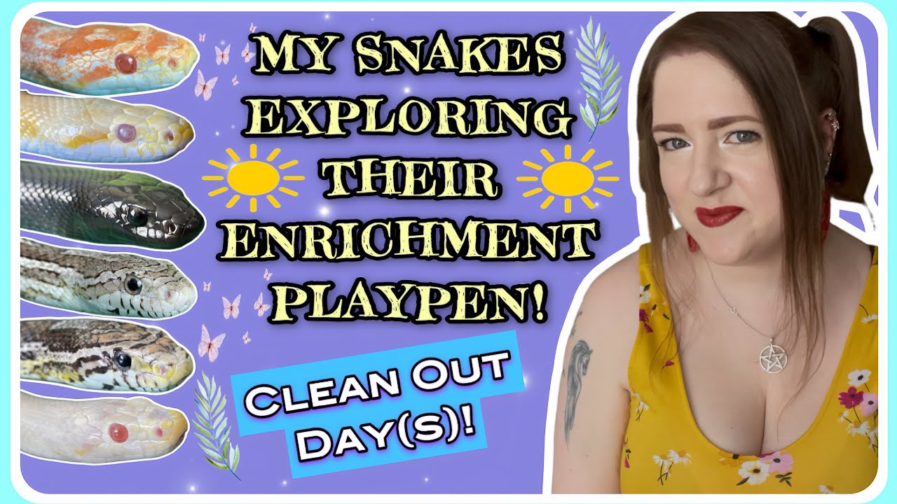 Snake Vlog: Snakes Exploring Their Enrichment Playpen ||Clean Out Day(s ...