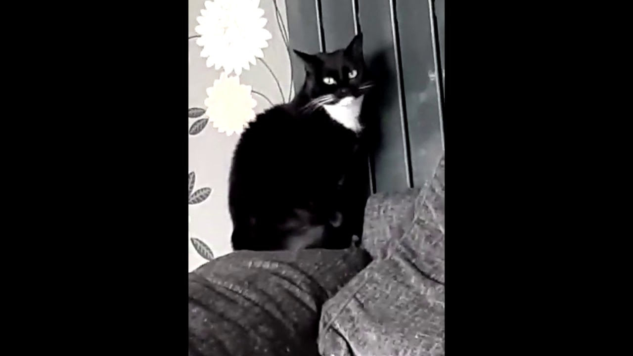 some cool cats do a little bit of boogieing - YouTube