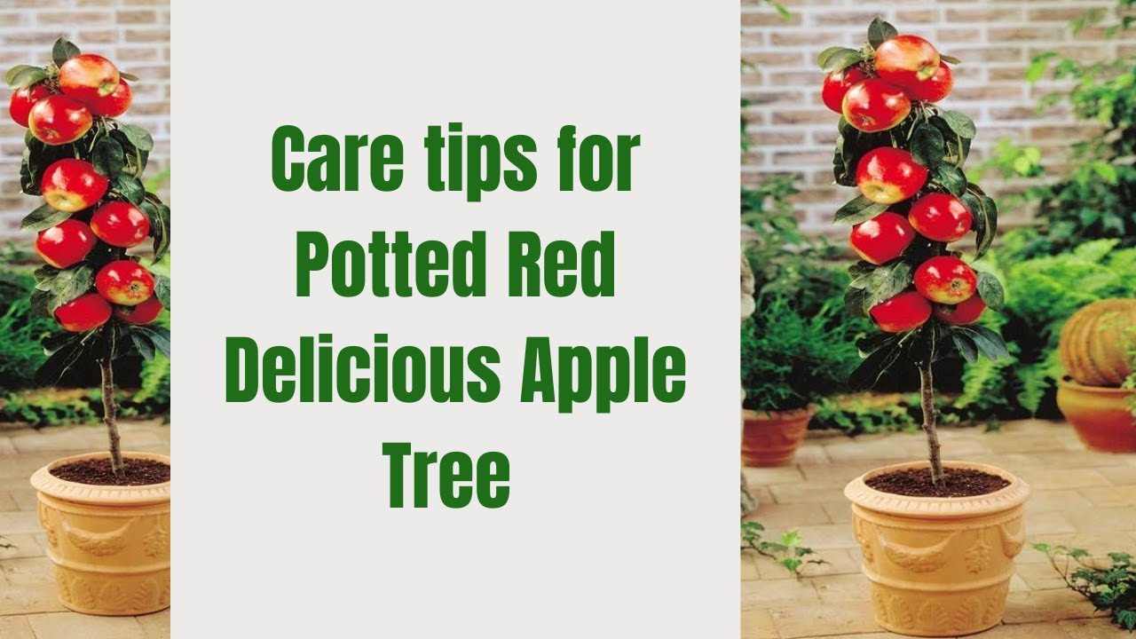 How to Care for a Potted Red Delicious Apple Tree Essential Tips for ...