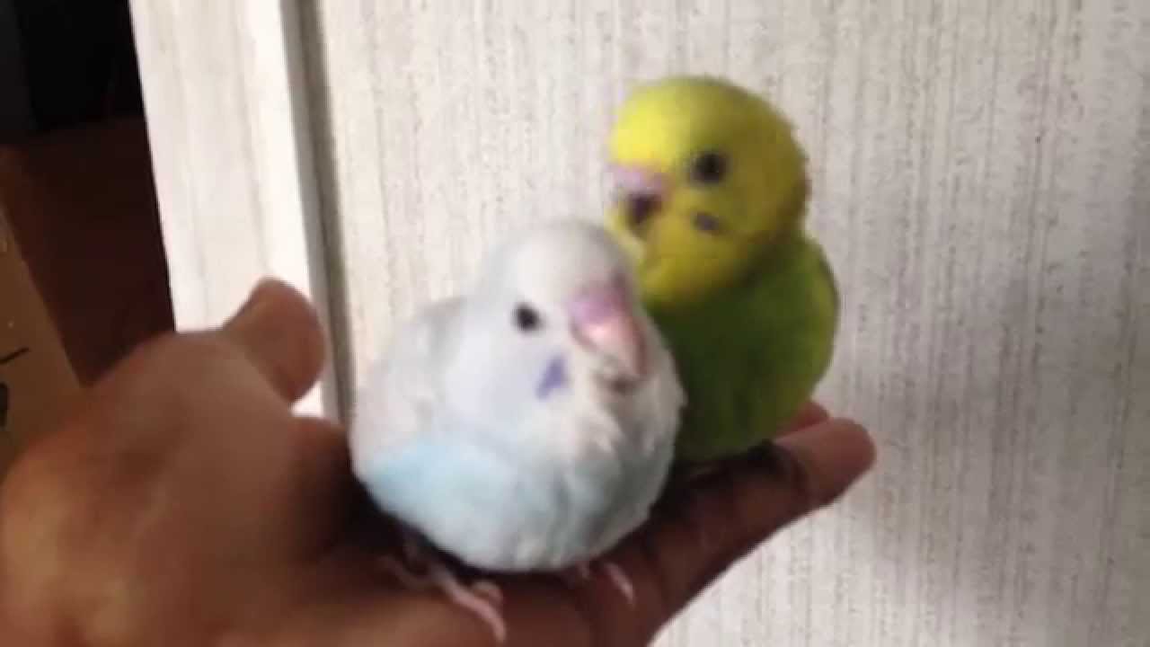 Hand raised parakeets at 5 weeks - YouTube