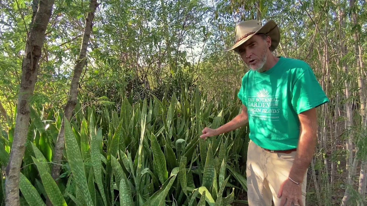 Invasive Plant Species on St Croix US Virgin Islands - YouTube