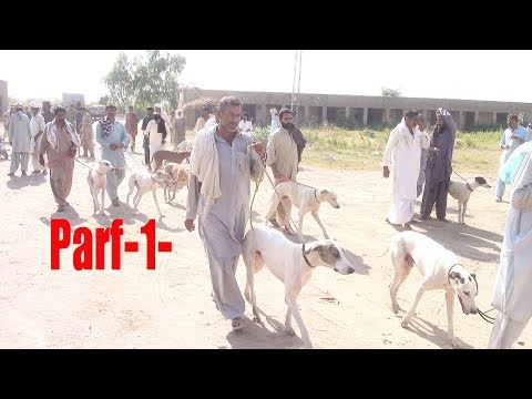 New Shkar he Shkar Layiah sy atock SHKAR Ravahi Soor ka Shkar in Rakisian Parf1 -8-6-2019-