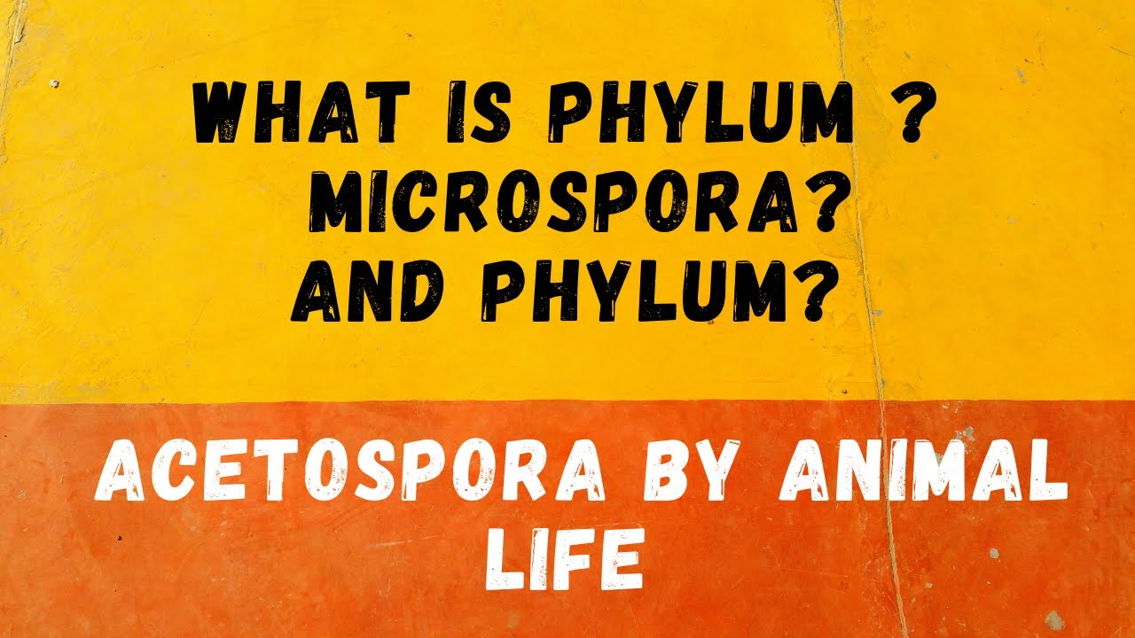 What is Phylum Microspora and Phylum Acetospora by Animal Life - YouTube