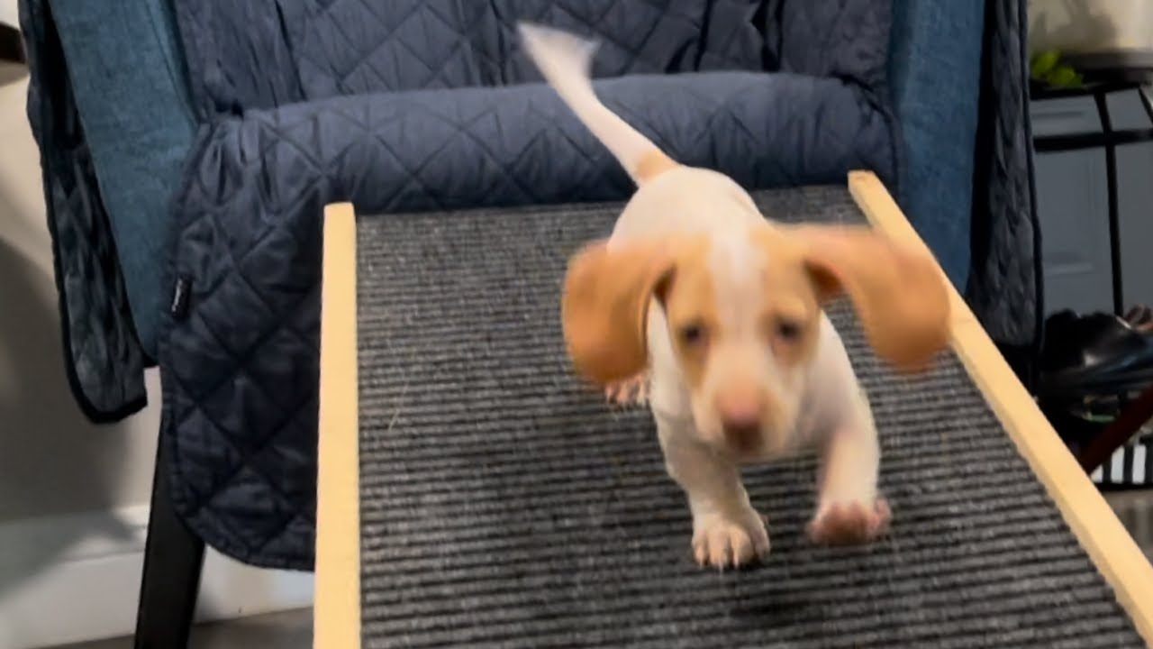 Mini dachshund puppy learns dog ramp for the first time! - YouTube