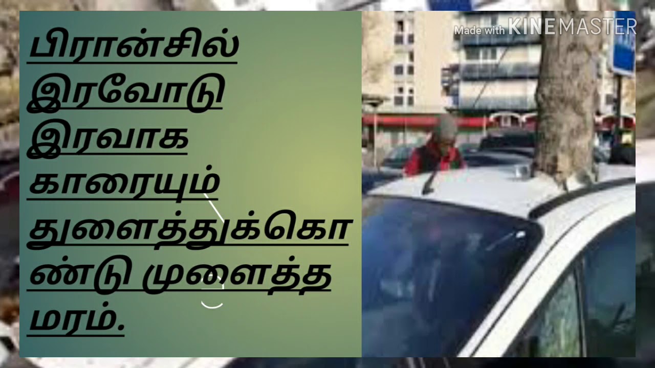 பிரான்சில் இரவோடு இரவாக காரையும் துளைத்துக்கொண்டு முளைத்த மரம்..Tree ...