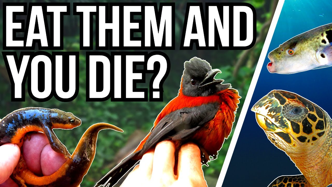 5 Of The Most Poisonous Creatures From Around The World - YouTube