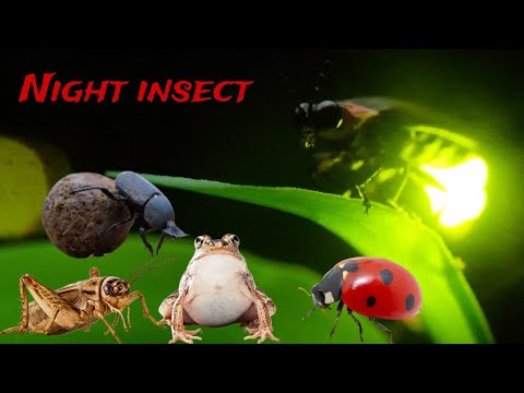 Night time insect // Night insect sound // Frog sound // Cricket insect ...